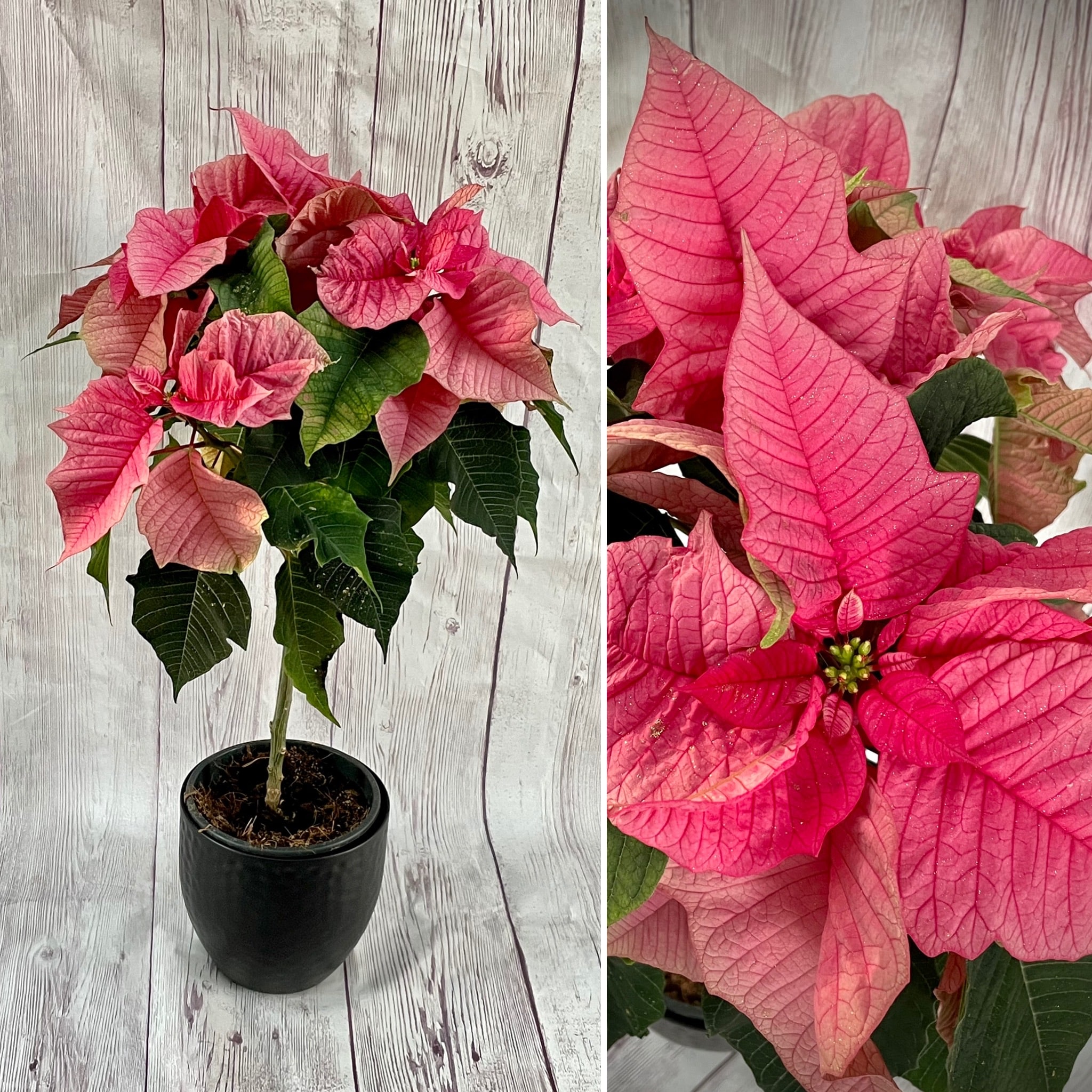Poinsettia rose L Atypic